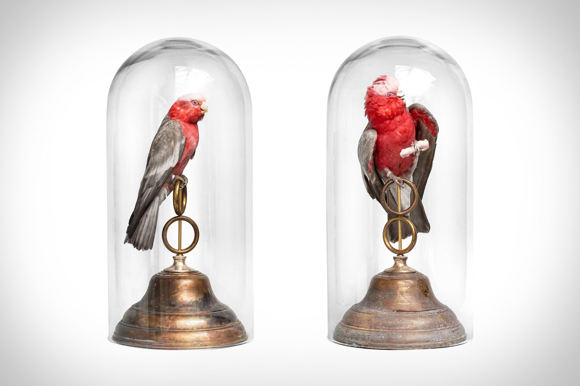 Voor slechts €19.300 koop je dit duo opgezette papegaaien - Pure Luxe